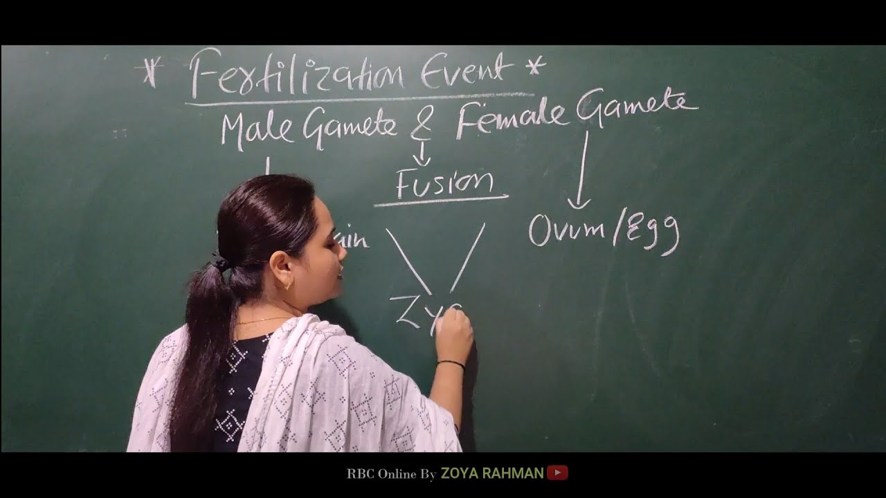 Double Fertilization(Part-1) | Sexual Reproduction In Flowering Plant ...