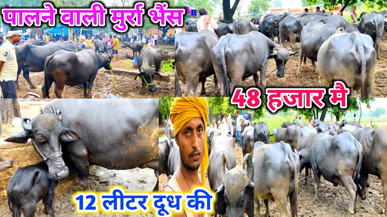 Palne wali murra bhains 48 hajar m 12 litar dudh ki benai pashu peth ...