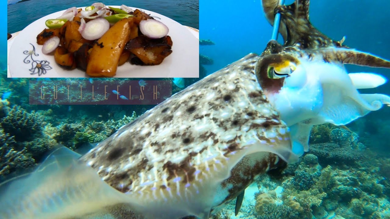 Catch & Cook Cuttlefish - YouTube