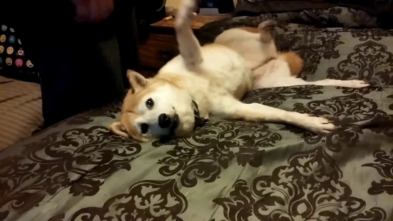 Shiba Inu kicks like mad!!! - YouTube