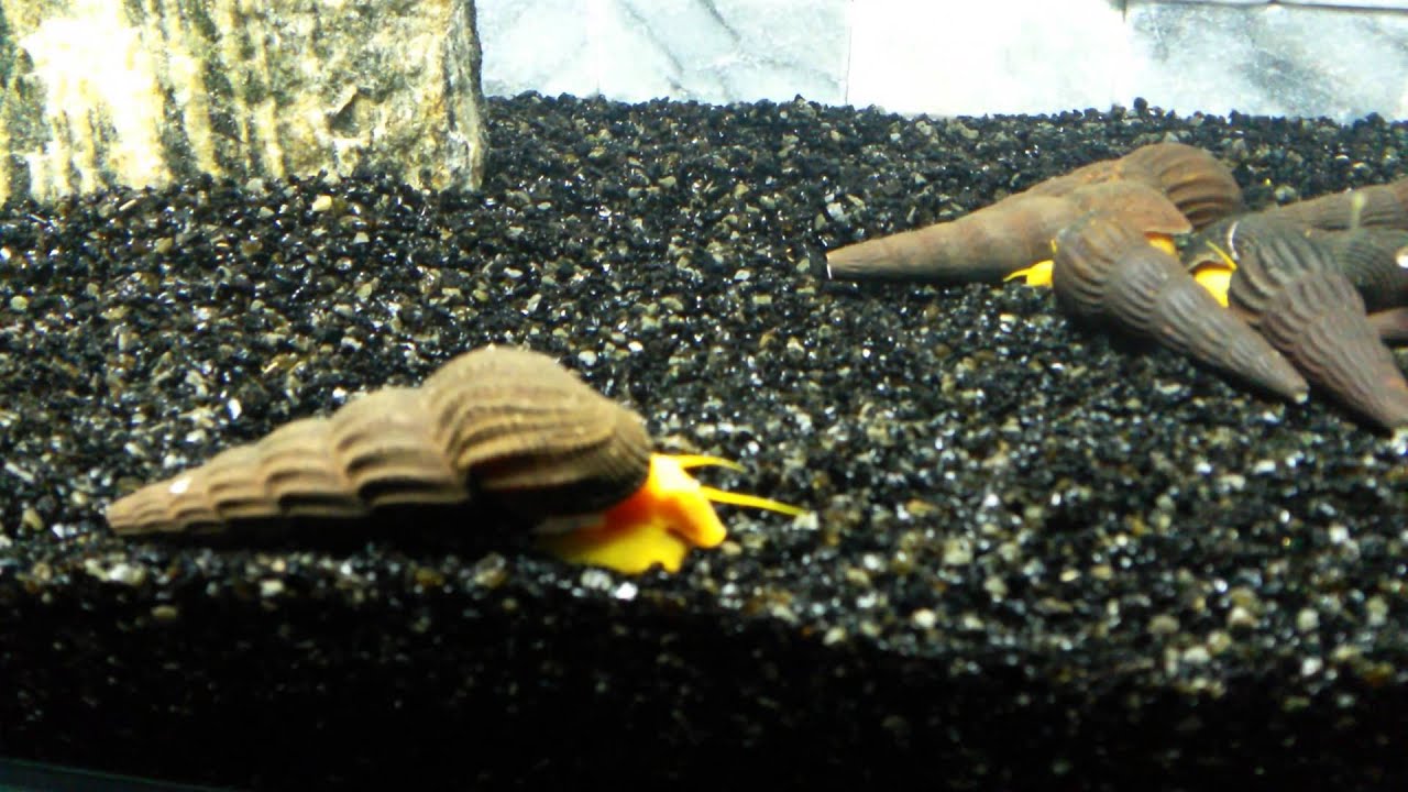Poso Orange "King Of Sulawesi" Rabbit Snail - YouTube