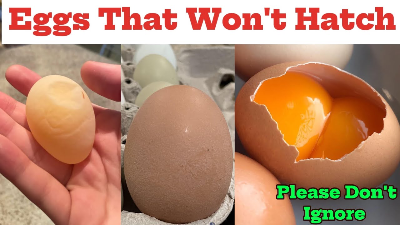 These Eggs Can't Hatch no matter what! Don't ignore... - YouTube