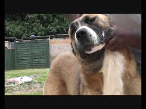 How To Use Canker Powder In Dogs Ears