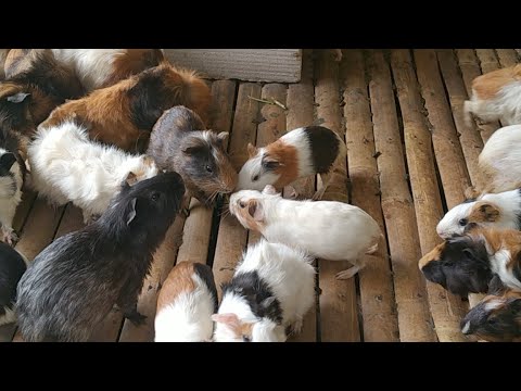 Apa Saja Makanan Marmut - YouTube