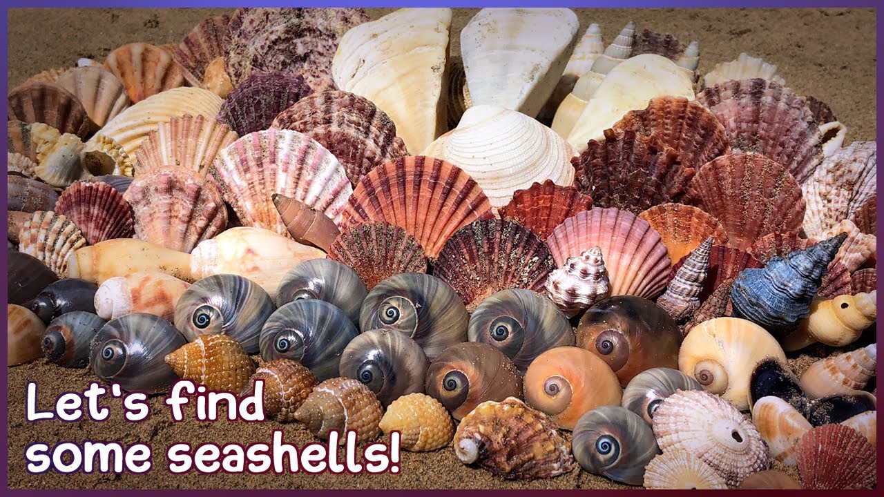 Finding Seashells at Hervey Bay | Shells on the Mud Flats #shelling ...
