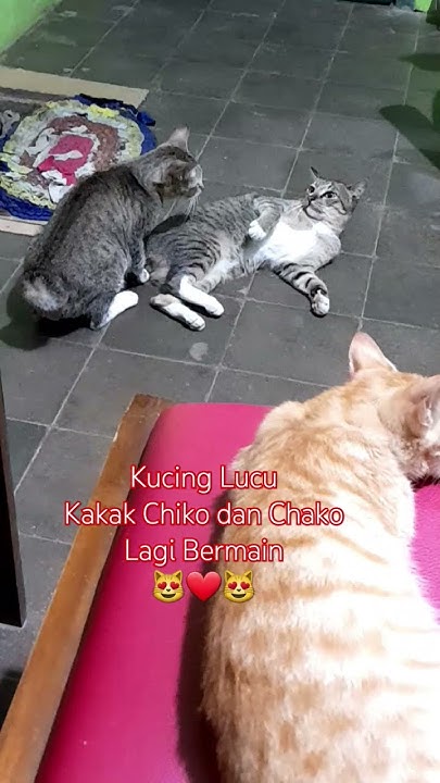Kucing Lucu !! Kakak Chiko dan Chako Lagi Bermain #kucing #kucinglucu #cat #catlover #shortvideo ...