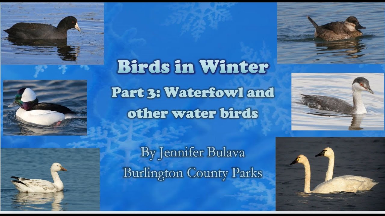 Birds in Winter: Waterfowl and other water birds (Part 3) - YouTube