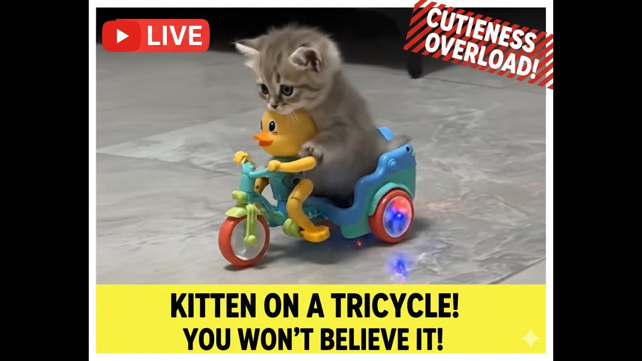 Kitten's First Tricycle Ride is Cuteness Overload! 🐱🚲 - YouTube