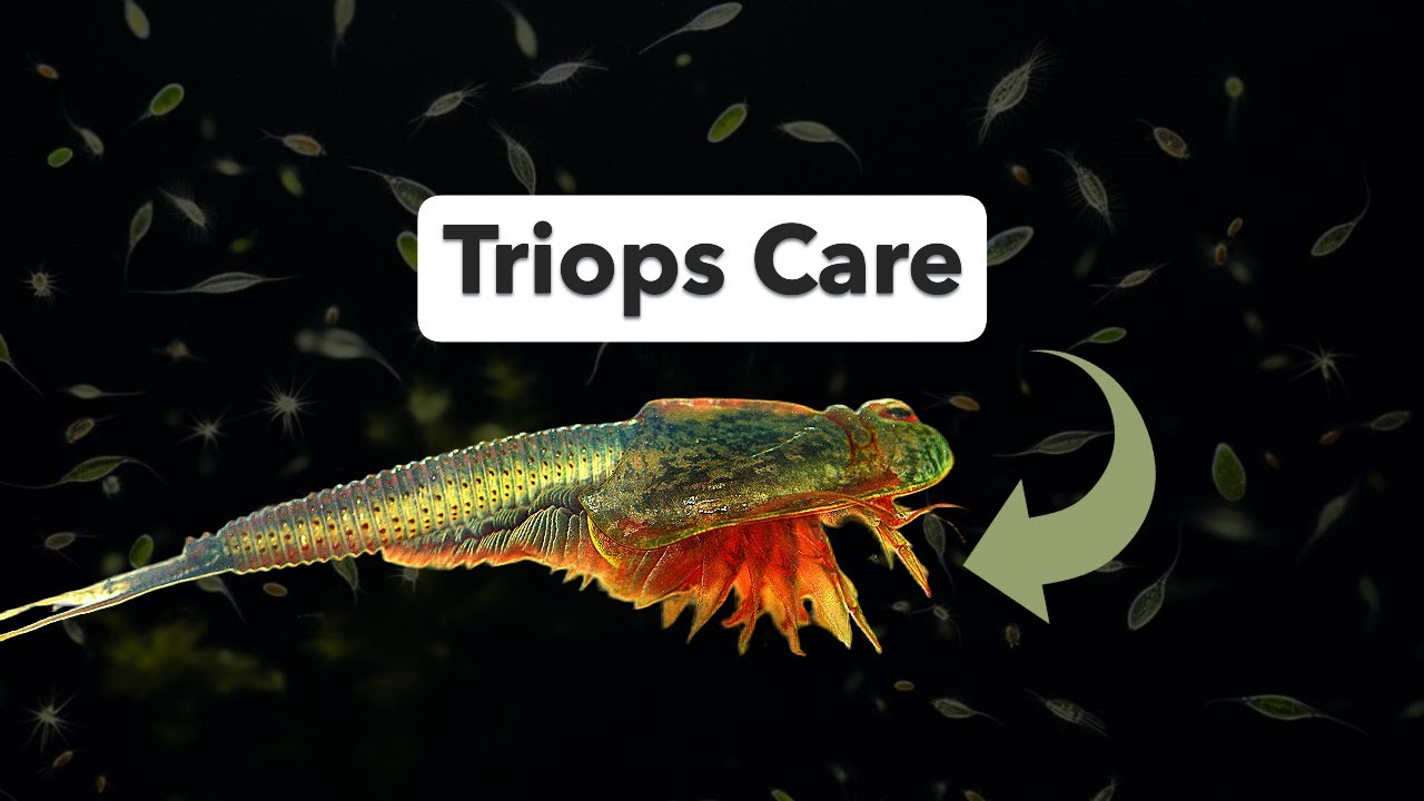 The Ultimate Guide to Triops Care: Hatching to Adult - YouTube