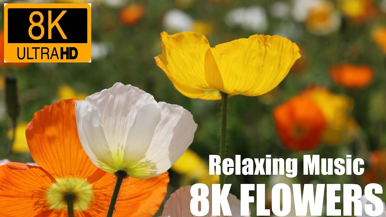 8K / 8K ULTRA HD / 8K TV – The Most Beautiful Flowers Collection ...