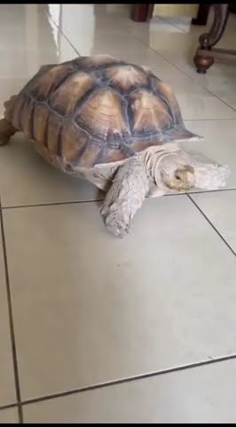 For Sale Di Jual dijual Kura kura darat sulcata besar jumbo - YouTube