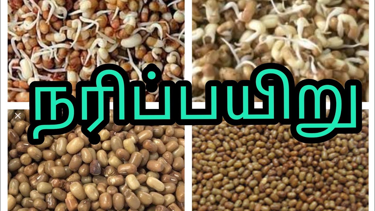 #NARIPAIRU #MOTHBEAN நரிப்பயறு பயன்கள் || MOTH BEAN BENIFITS |pasumai ...