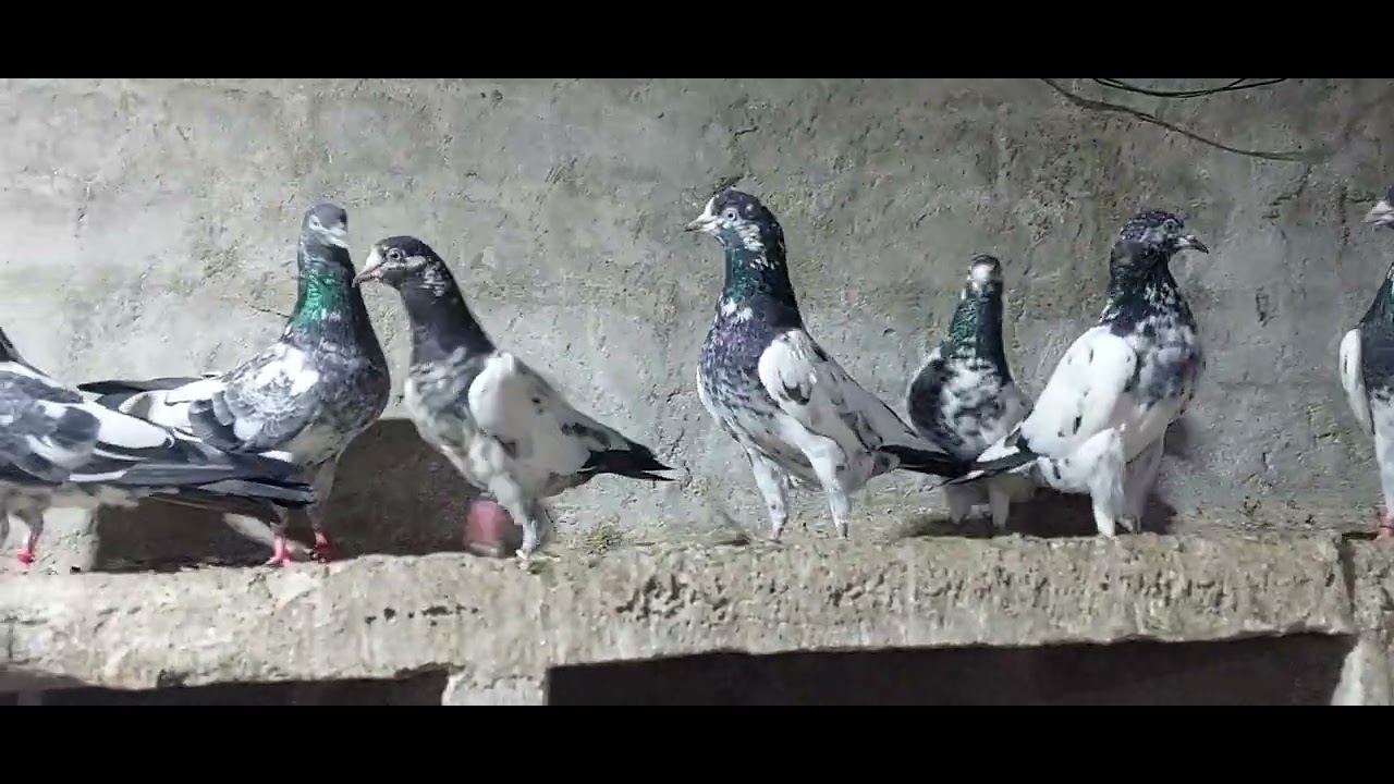 baby pigeon Ustad Mohammad Choudhary Sakhi Bhatti wale 03244753622 ...