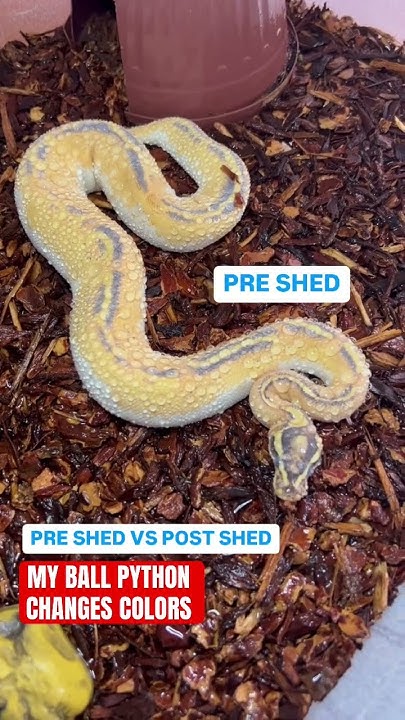 My Ball Python CHANGES COLORS! - YouTube