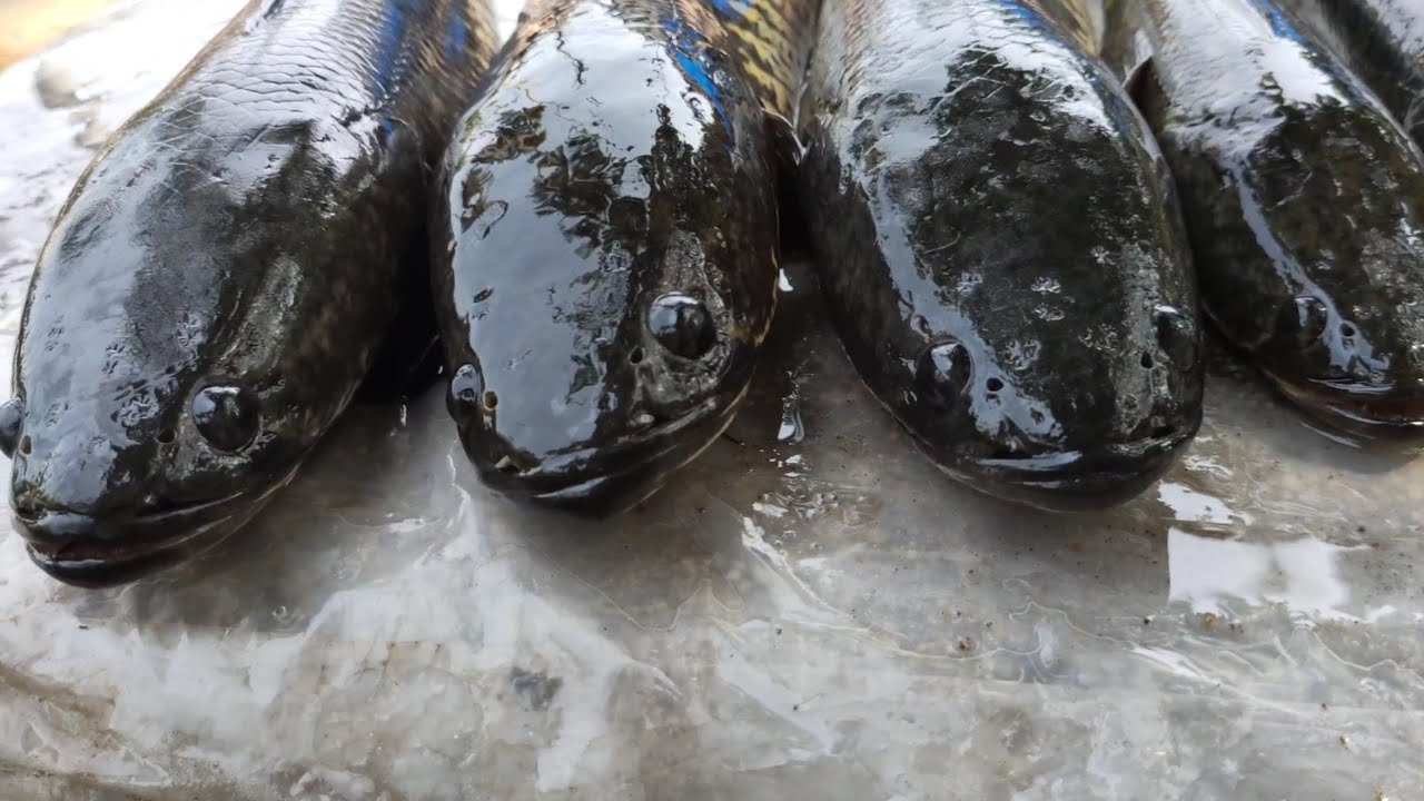 // This is the same fish that swallows fish // Coriander fish ...