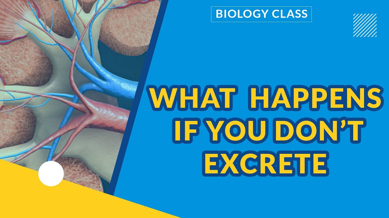 EXCRETORY SYSTEM | WHAT HAPPENS IF YOU DON'T EXCRETE? | BIOLOGY - YouTube