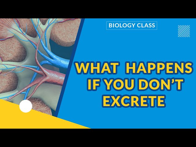 Excretory System Biology Ss2 2nd Term Youtube