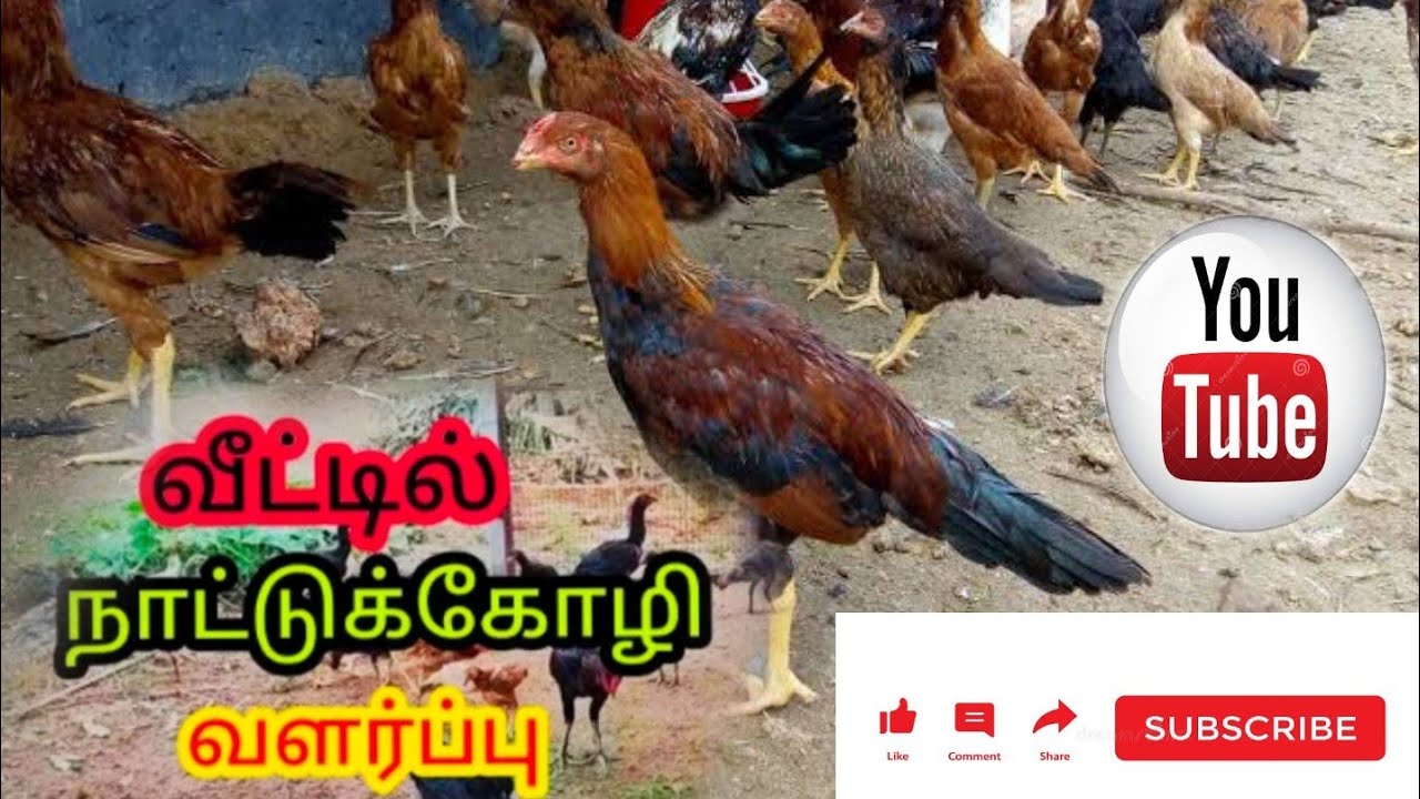 v2 koli valarpu Puduchiya like Panuinga - YouTube