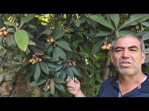 Yeni Dünya/Malta Eriği Kara Leke Hastalığı ve Tedavisi, Neler Yapabiliriz?