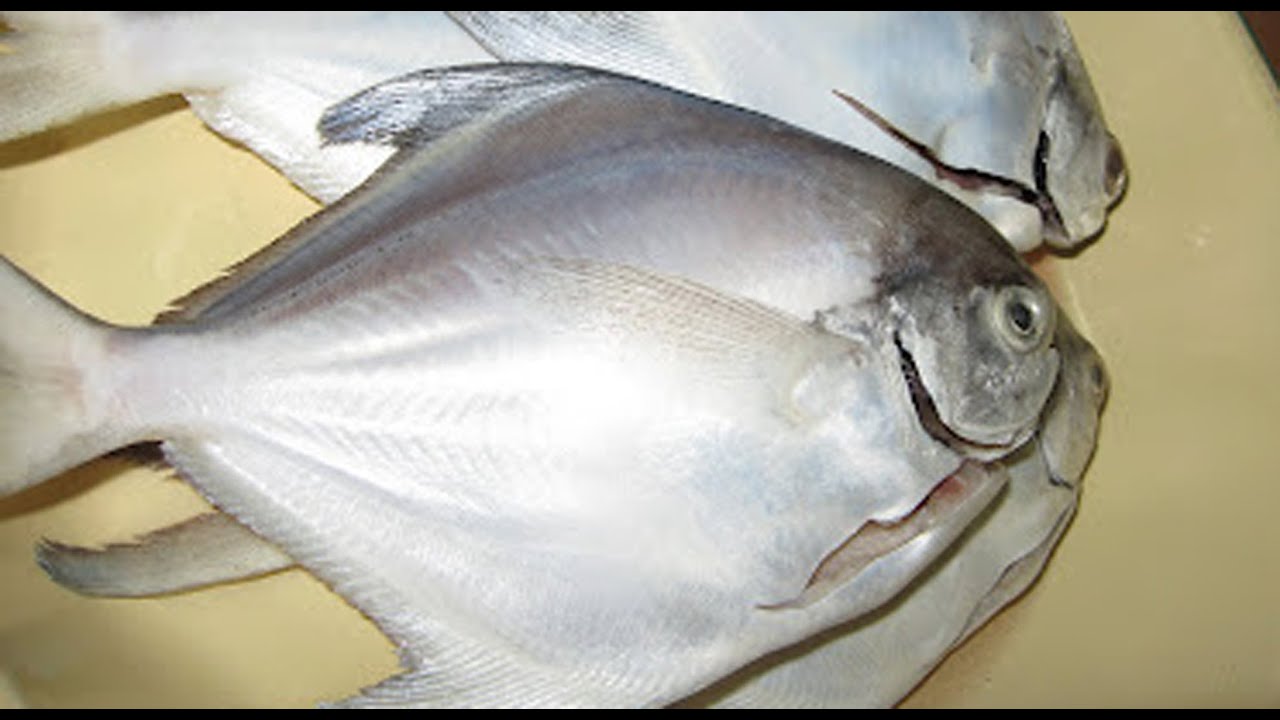 Rupchanda fish on Chittagong Road cut exceptionally efficiently || Fish ...