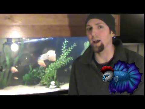 Ropefish Or Reedfish Care Guide Information - YouTube