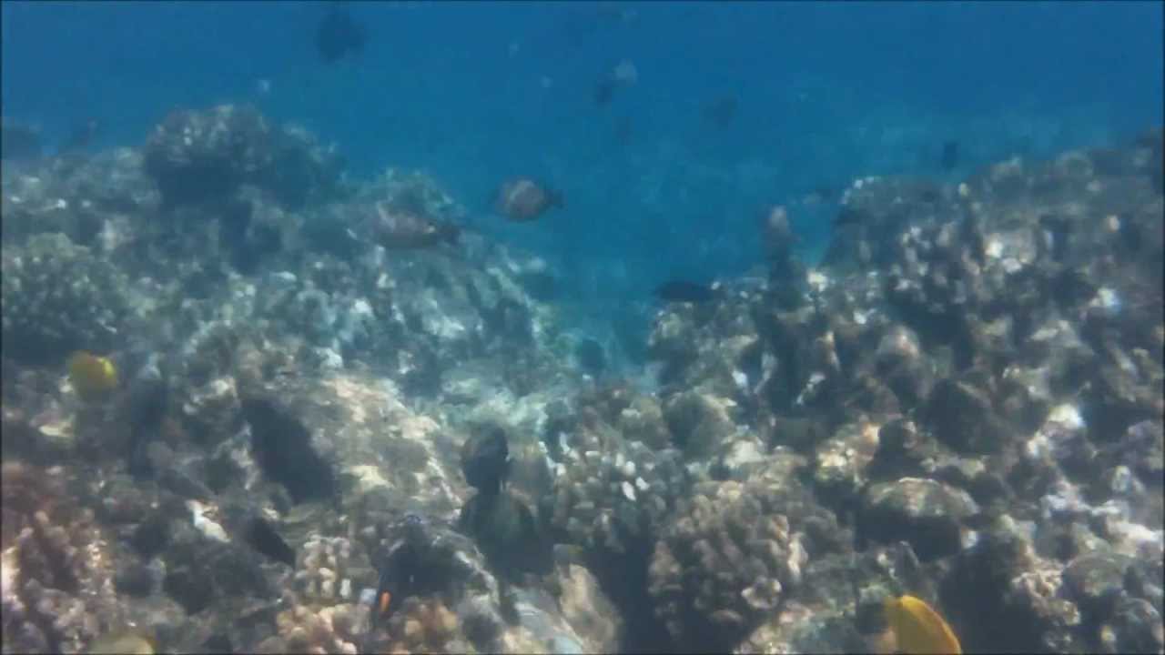 The Beautiful Hawaiian Reef - YouTube