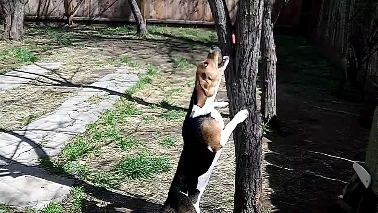 Treeing Walker Coonhound - YouTube