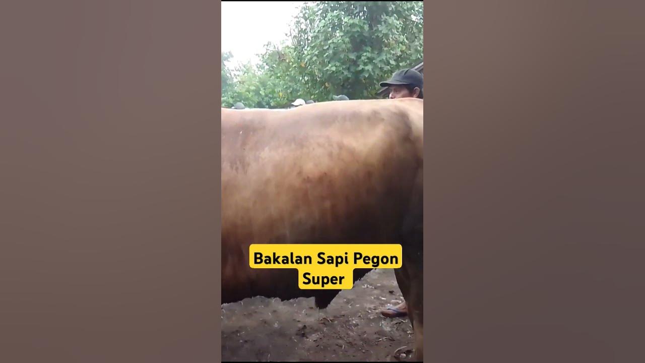 Bakalan Sapi Pegon Super #pegon #simental #cow #sapigemuk #sobatngarit #sapi #bull #sapijumbo ...