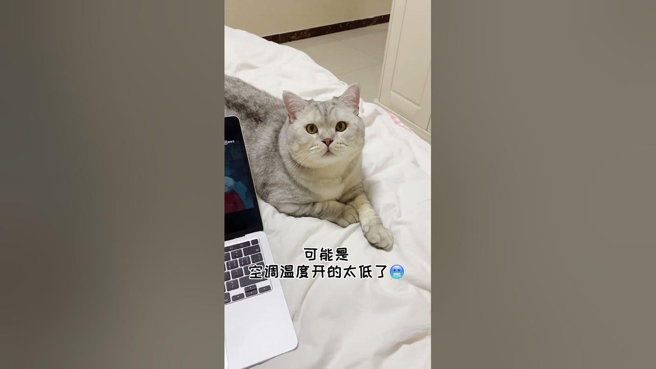 我怀疑我家猫是人变得雪饼最后跑进来也太宠了吧☺️猫咪的迷惑行为 抖音 Youtube
