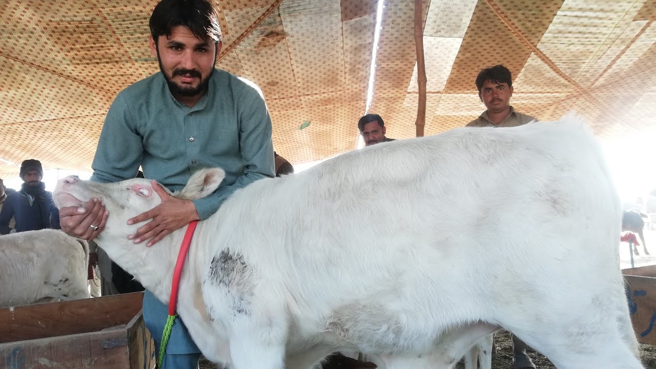watch beautiful bull's in pakistan on YouTube 18-01-2019 - YouTube