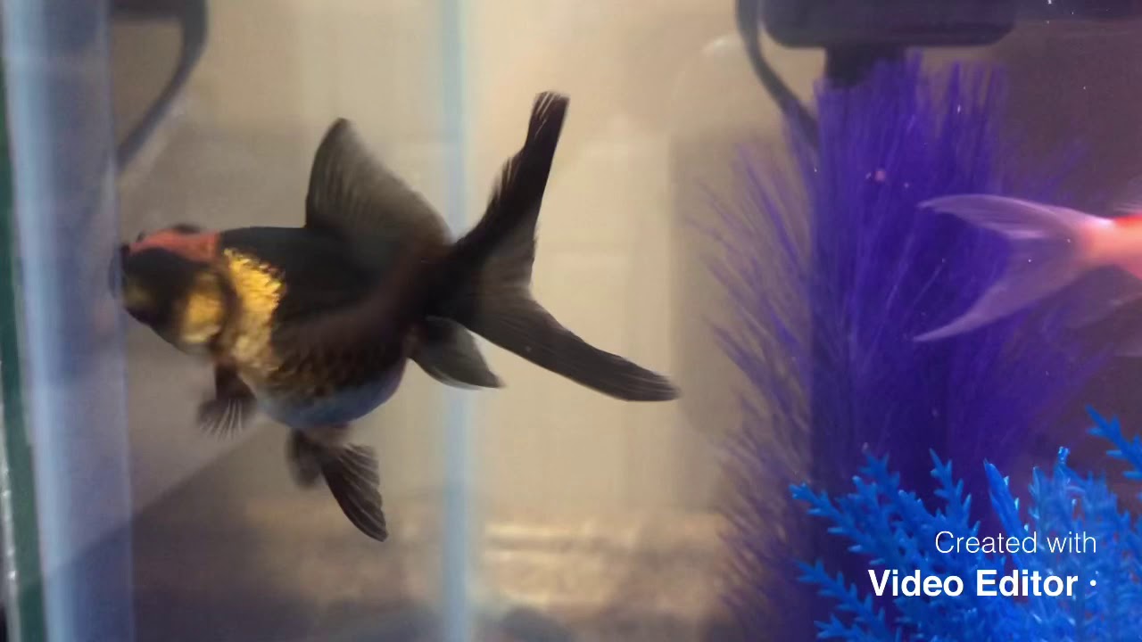 Guppies baby update - YouTube