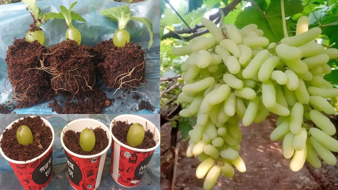How to propagate grape tree by coconut compost, Growing grape tree with ...