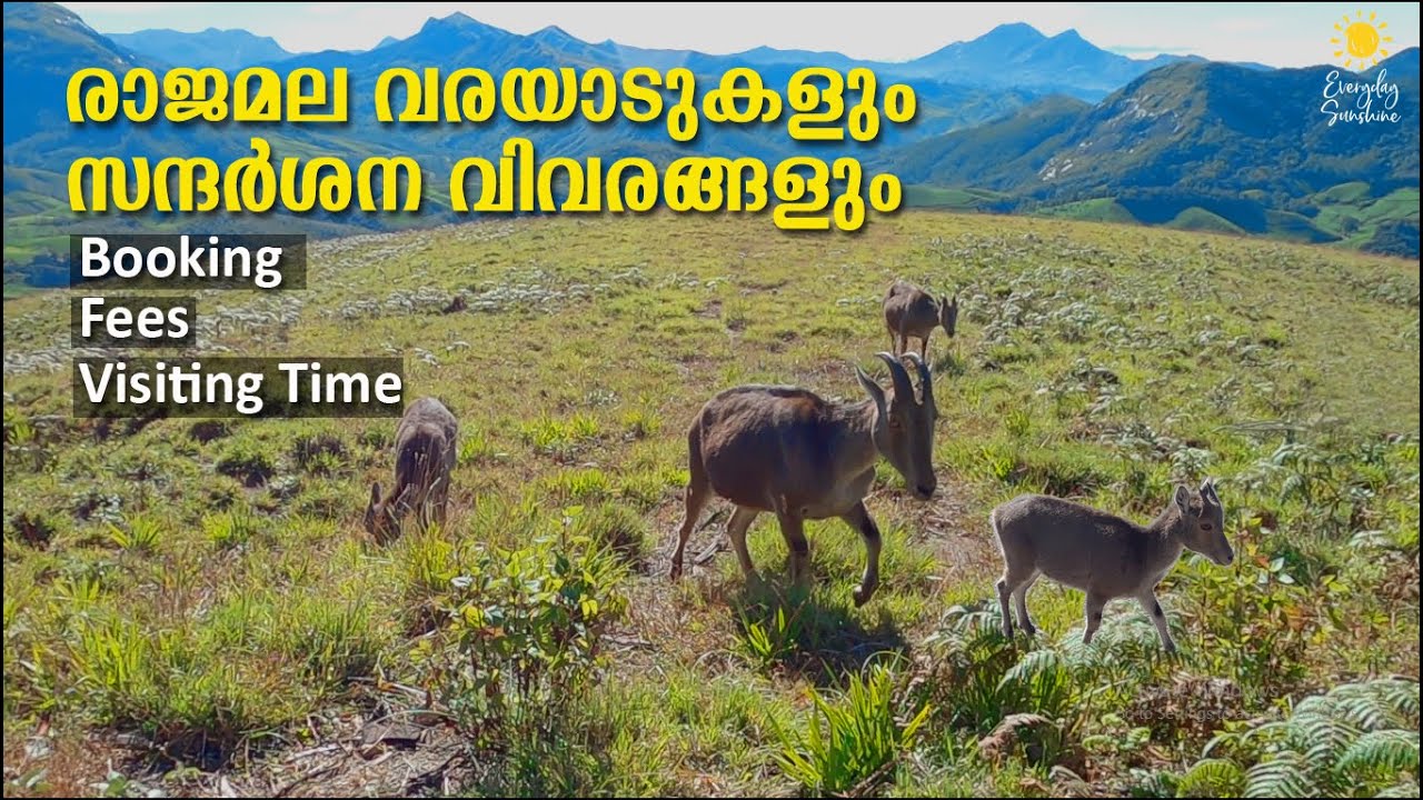 Eravikulam National Park | Rajamala | Best Places To Visit In Munnar ...