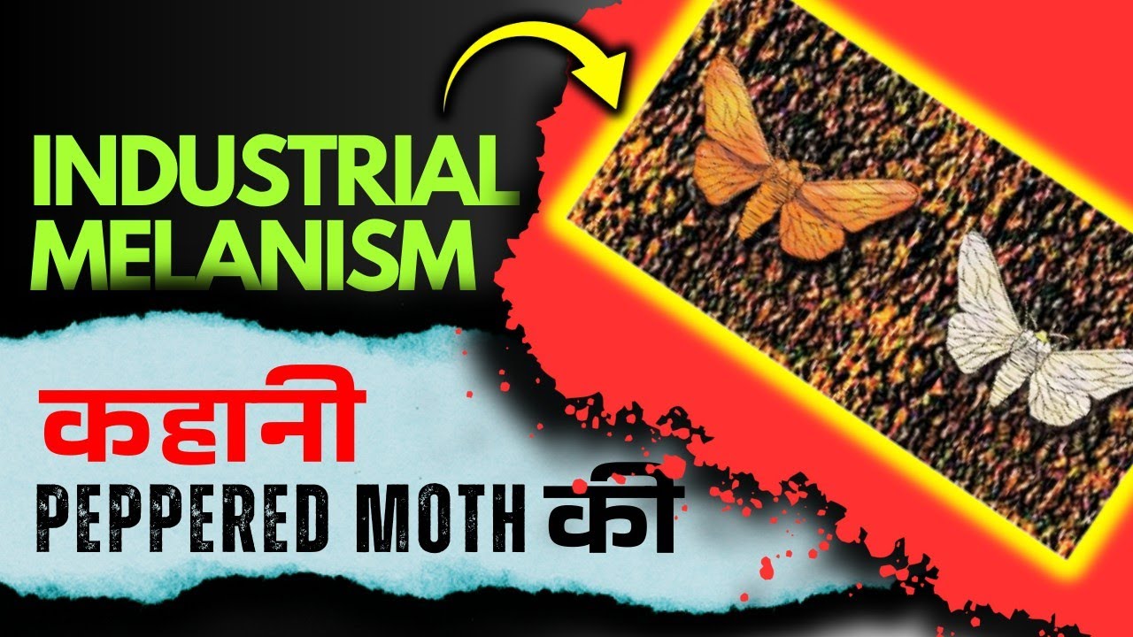 Evolution Class 12 Biology | Evidence of Evolution | Industrial ...