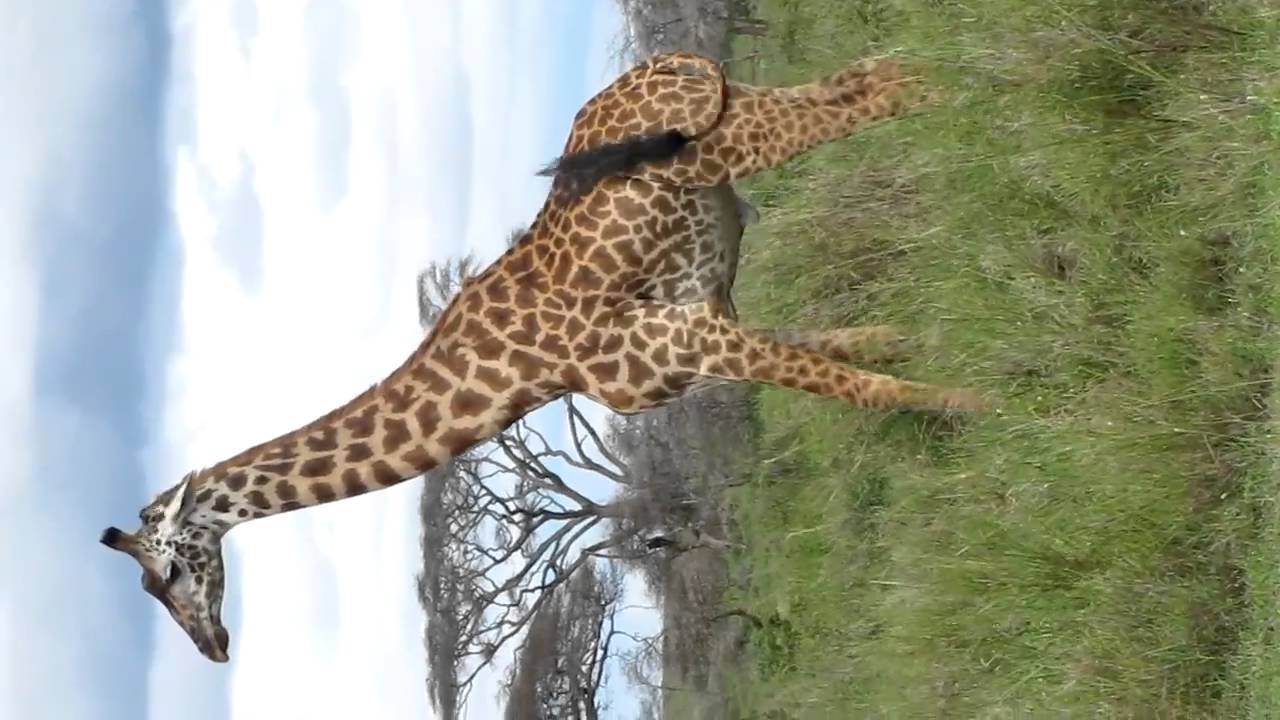 Giraffe - YouTube