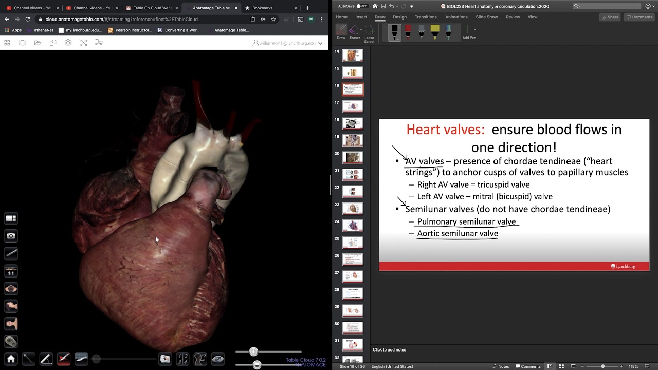Anatomage Table: Heart valves - YouTube