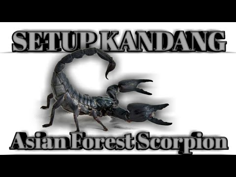 SETUP KANDANG ASIAN FOREST SCORPION - YouTube