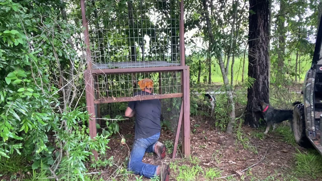 Relocating live raccoon - YouTube