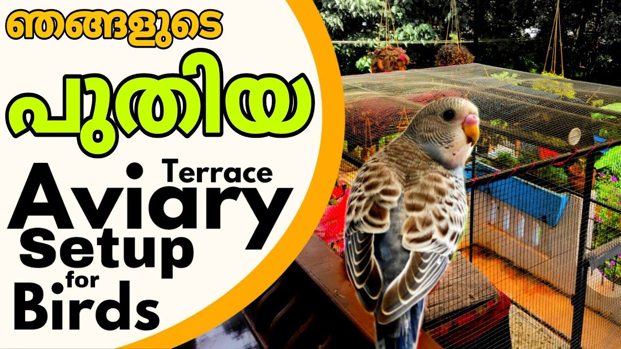 ഞങ്ങളുടെ പുതിയ TERRACE AVIARY || New Terrace Aviary for Birds | R&B ...