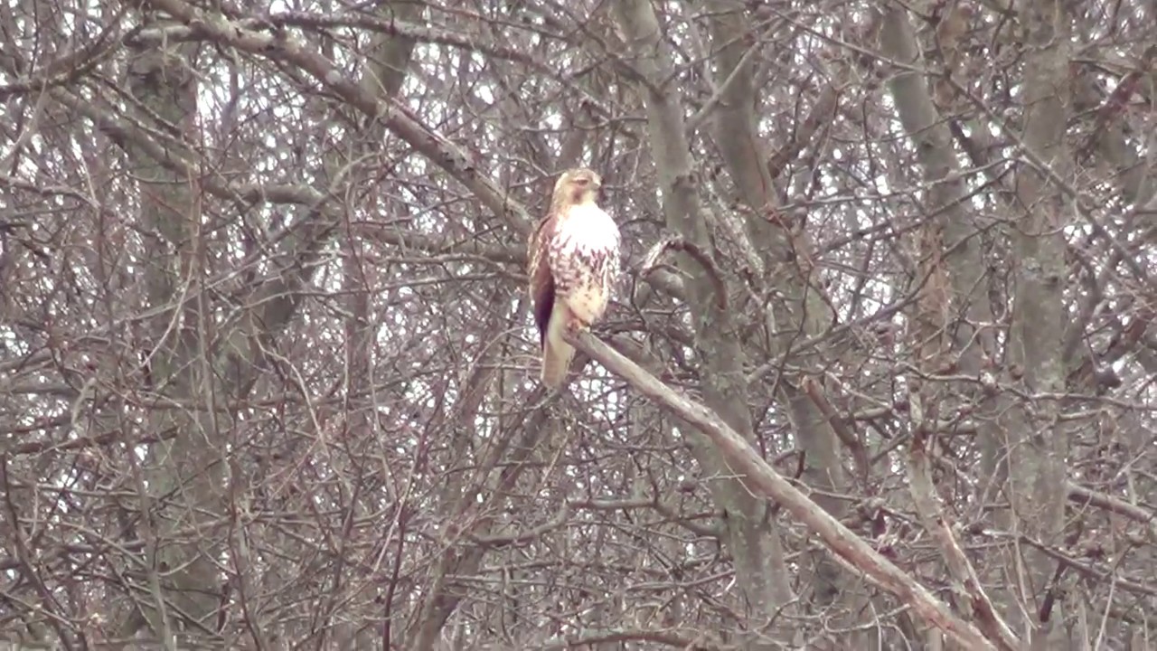 Red-Tailed Hawk In A Tree 2 HQ HD - YouTube