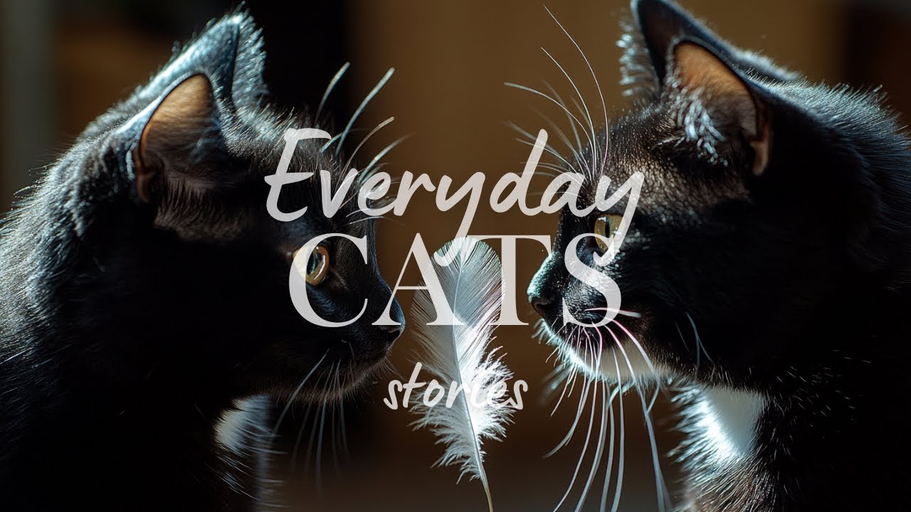 Everyday Cats Stories - YouTube