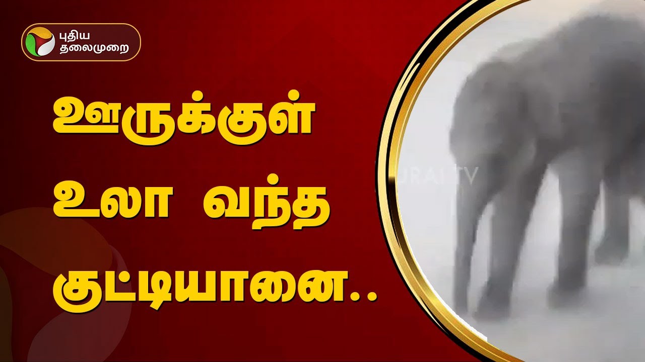 ஊருக்குள் உலா வந்த குட்டியானை.. | Erode | Elephant | PTT - YouTube