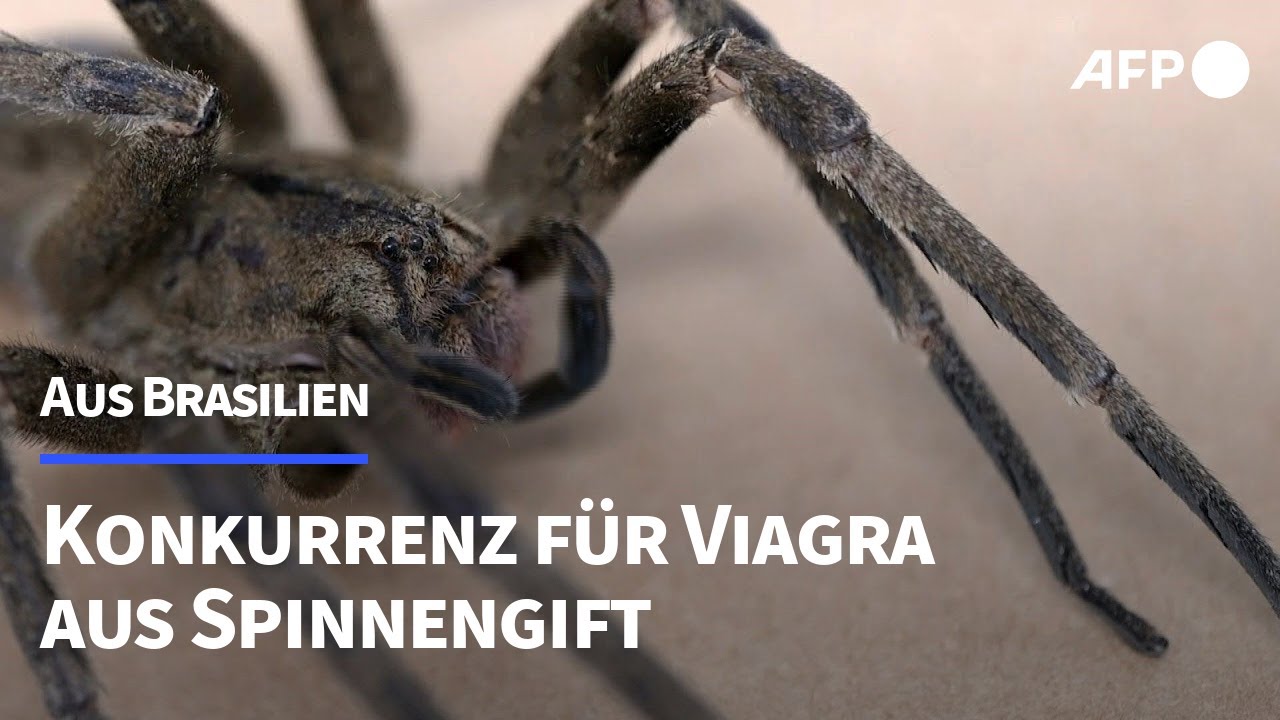 Konkurrenz für Viagra: Spinnengift führt zu Erektionen | AFP - YouTube