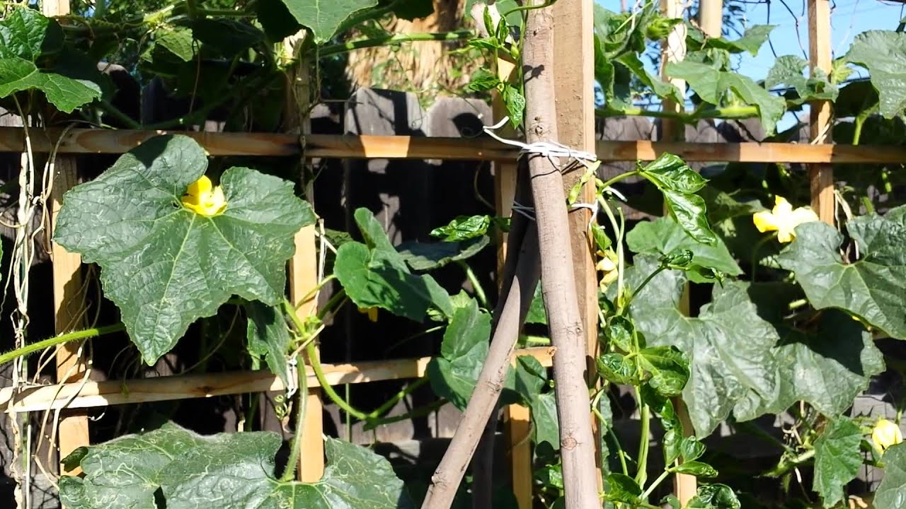 Summer Melon (Moqua) - YouTube