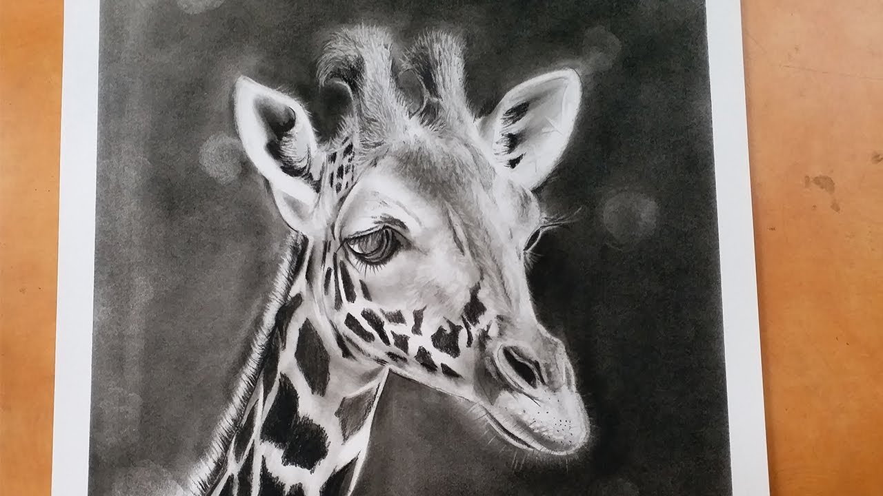 how to draw giraffe | charcoal drawing for beginners - YouTube