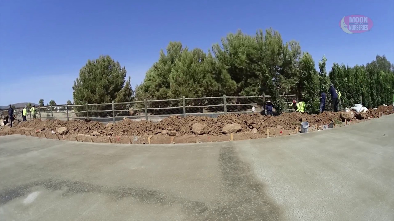 Moon Valley Nurseries Plants 700 Ficus Nitida Columns in Less Than a ...