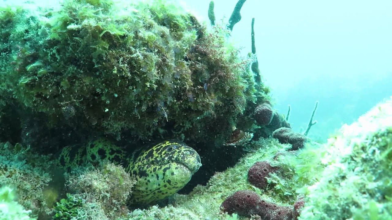 Chain Moray (Echidna catenata) at Alligator Reef - YouTube