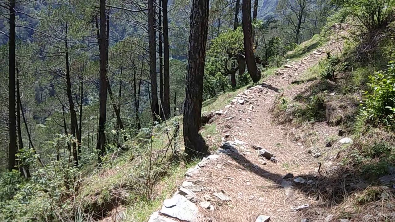 Chir pine resin tapping in Yamuna Circle Forest Division Uttarakhand ...