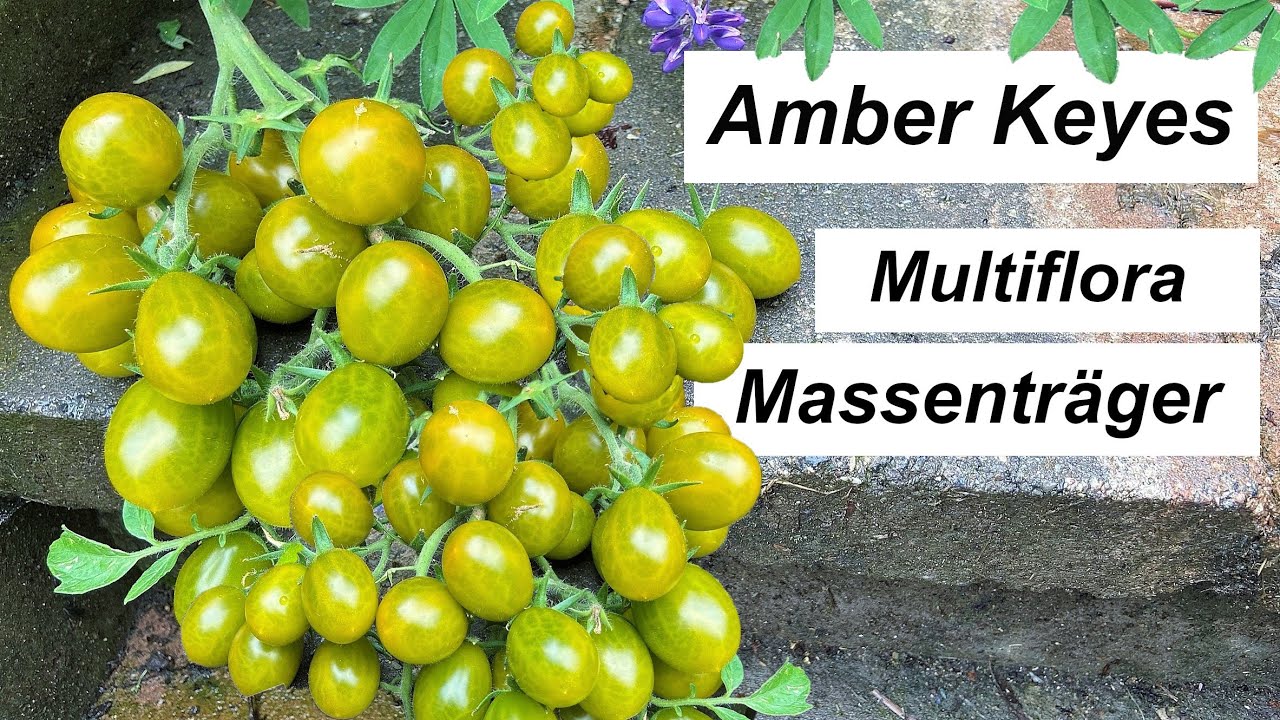 Amber Keyes - Massenträger mit riesigen Rispen - Multiflorasorte! - YouTube