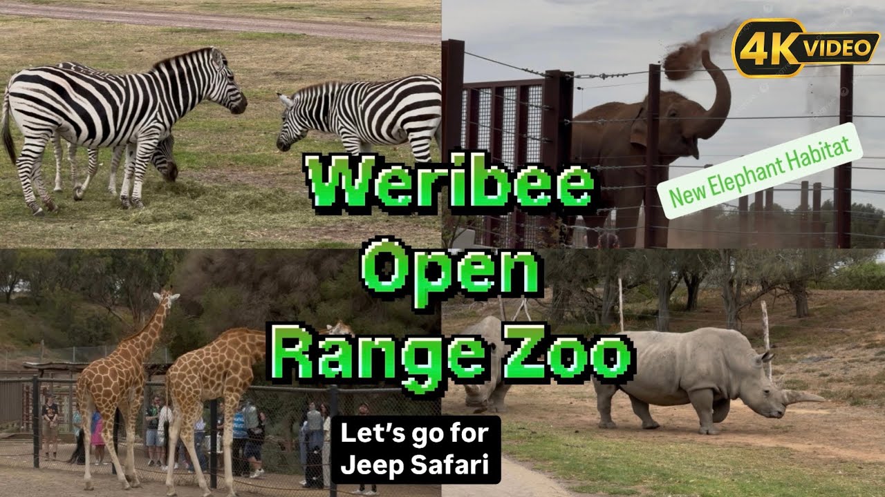 Werribee Open Range Zoo | Elephant New Trail || Jeep Safari | 4K VIDEO ...